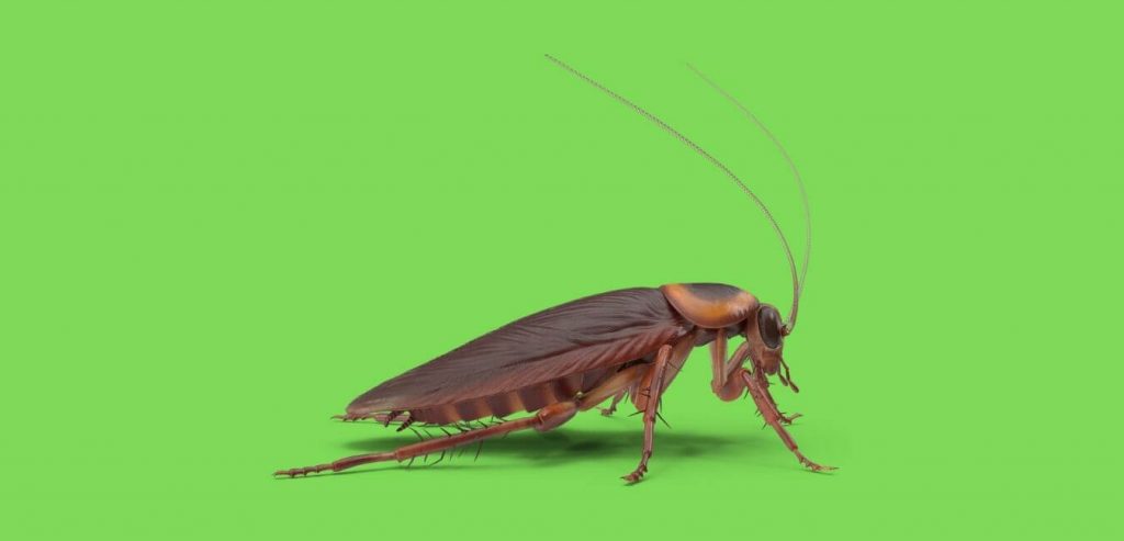 Do Bearded Dragons Eat Cockroaches? - beardiezilla.com