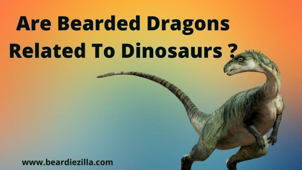Are Bearded Dragons Related To Dinosaurs? (Not What You Think ...