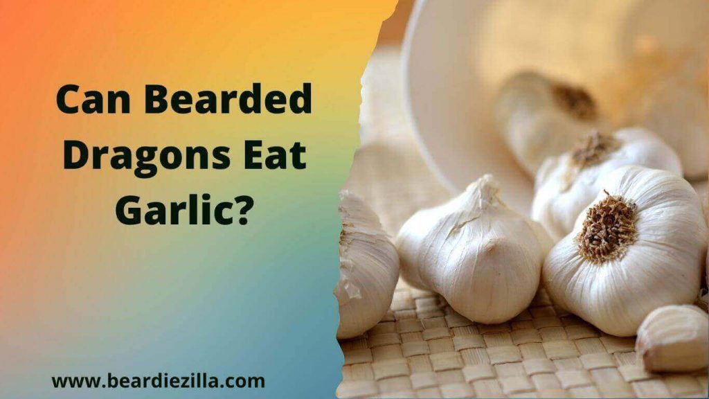 Can Bearded Dragons Eat Garlic? (The Risks!) - beardiezilla.com
