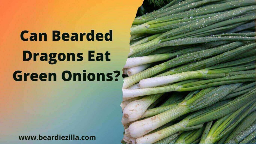 Can Bearded Dragons Eat Green Onions? (The Risks!) - beardiezilla.com